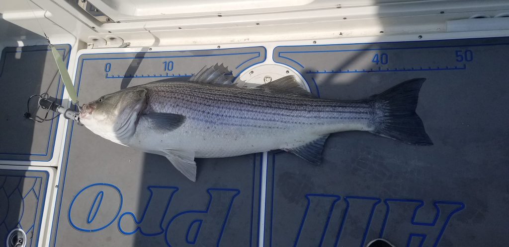 FROM THE HELM | Allpro National